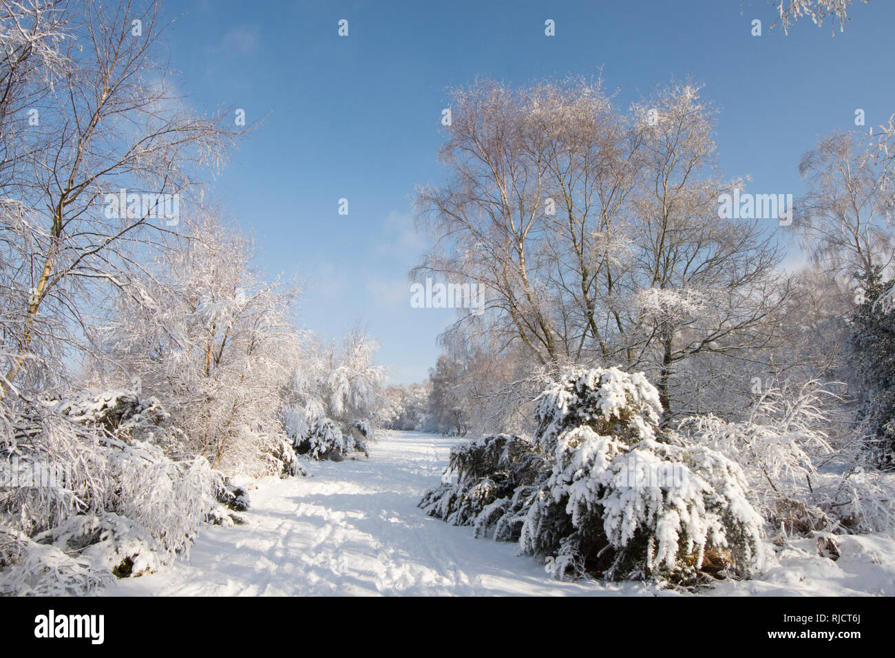 Ludshott Common, heavy snow cover of trees, blue sky, January, Surrey ...
