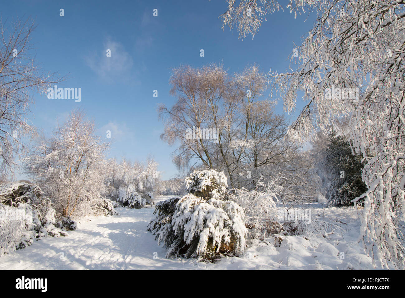 Ludshott Common, heavy snow cover of trees, blue sky, January, Surrey ...