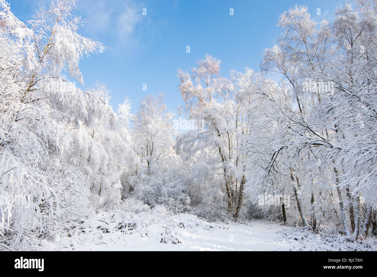 Ludshott Common High Resolution Stock Photography and Images - Alamy