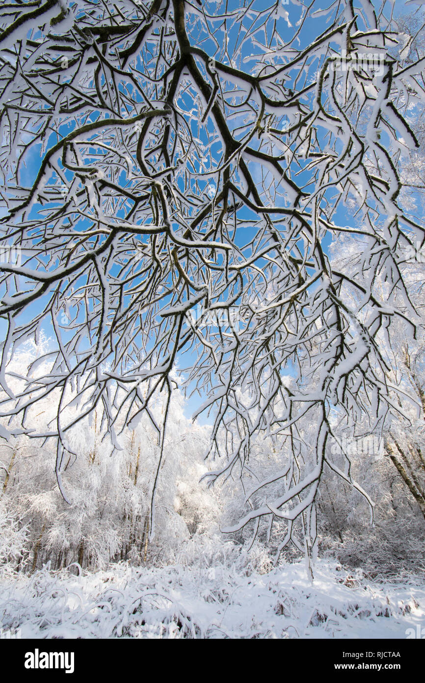 Overhanging branches hi-res stock photography and images - Alamy
