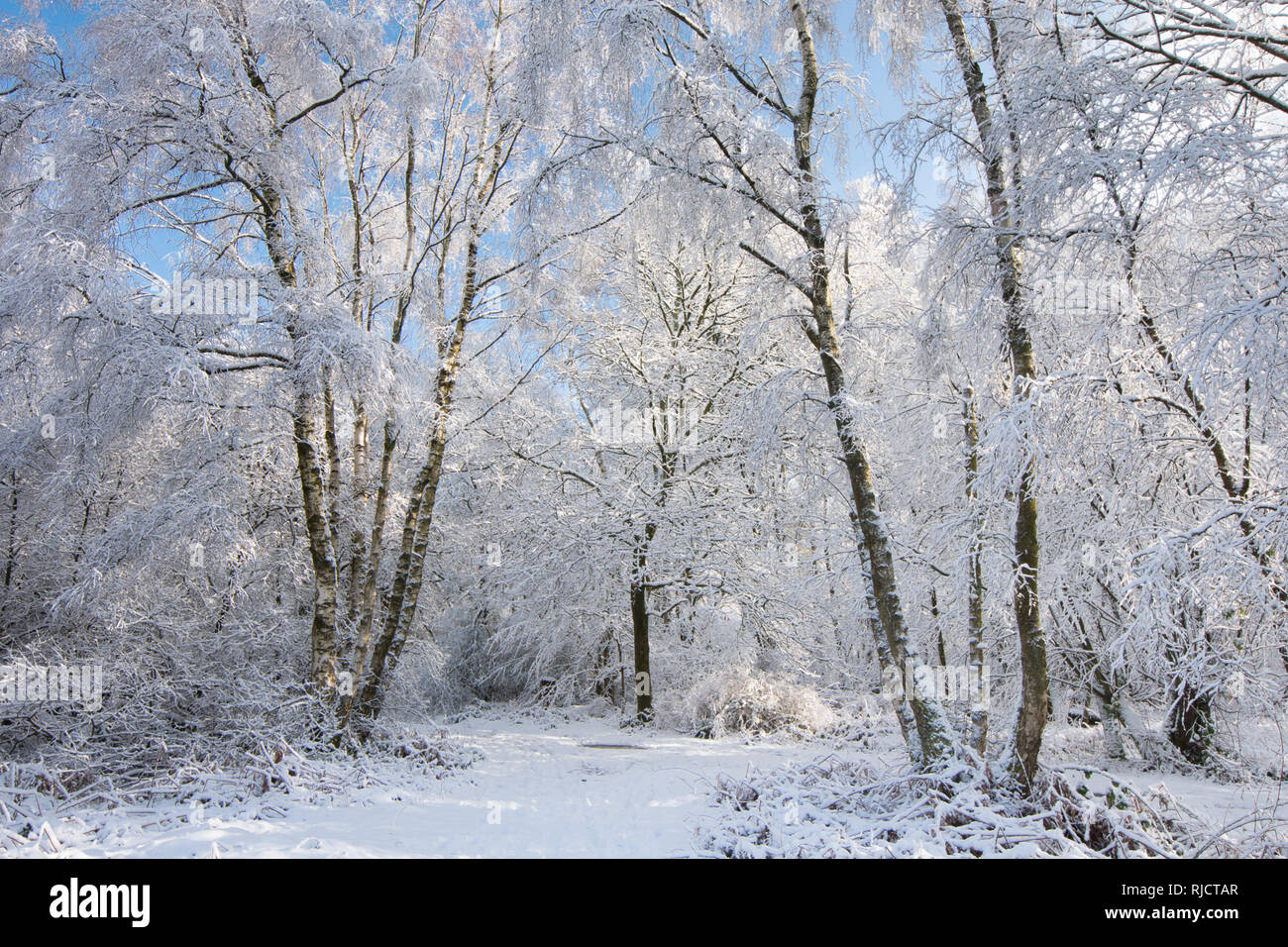 Ludshott Common, heavy snow cover of trees, blue sky, January, Surrey ...
