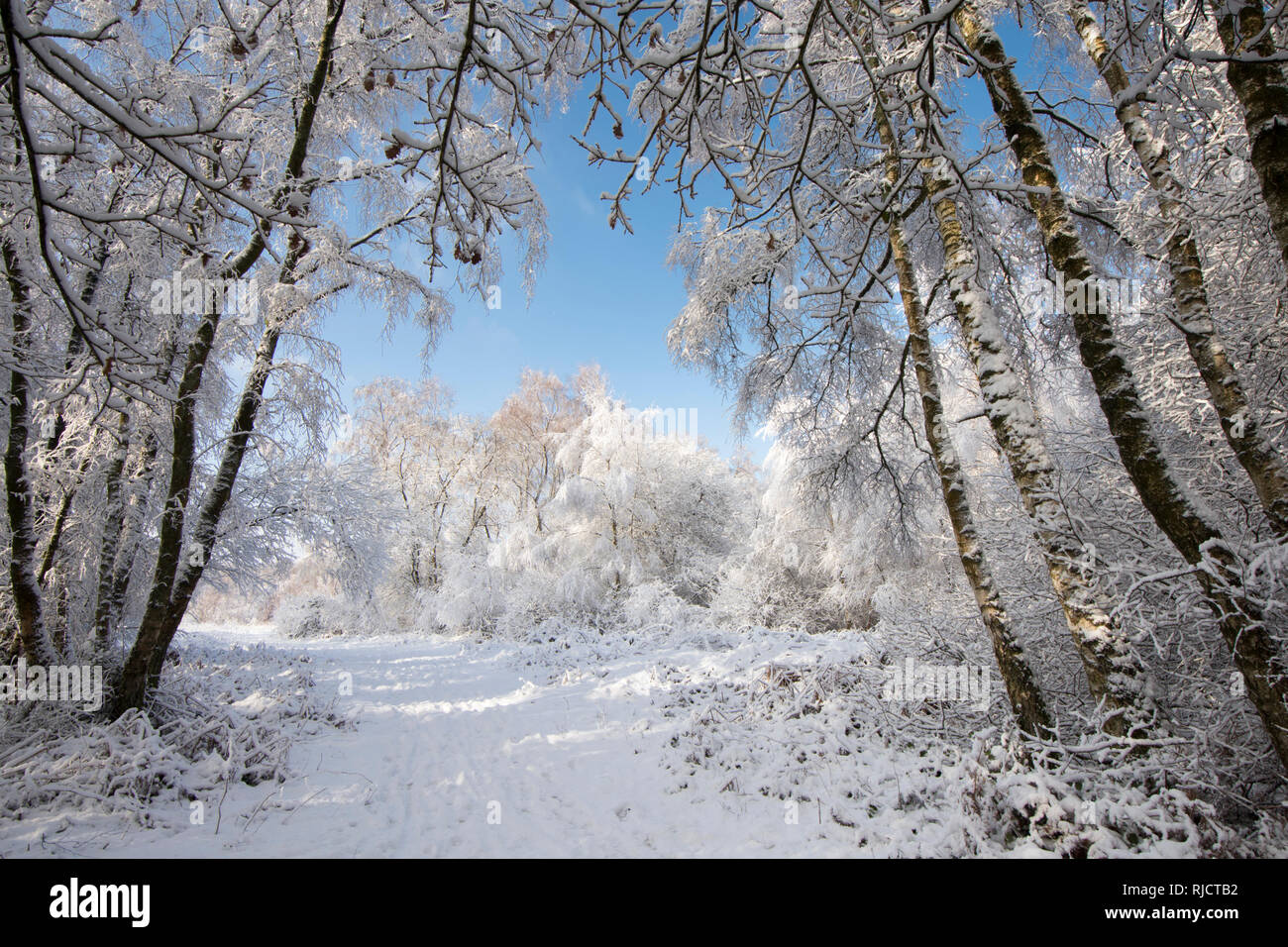 Ludshott Common, heavy snow cover of trees, blue sky, January, Surrey ...