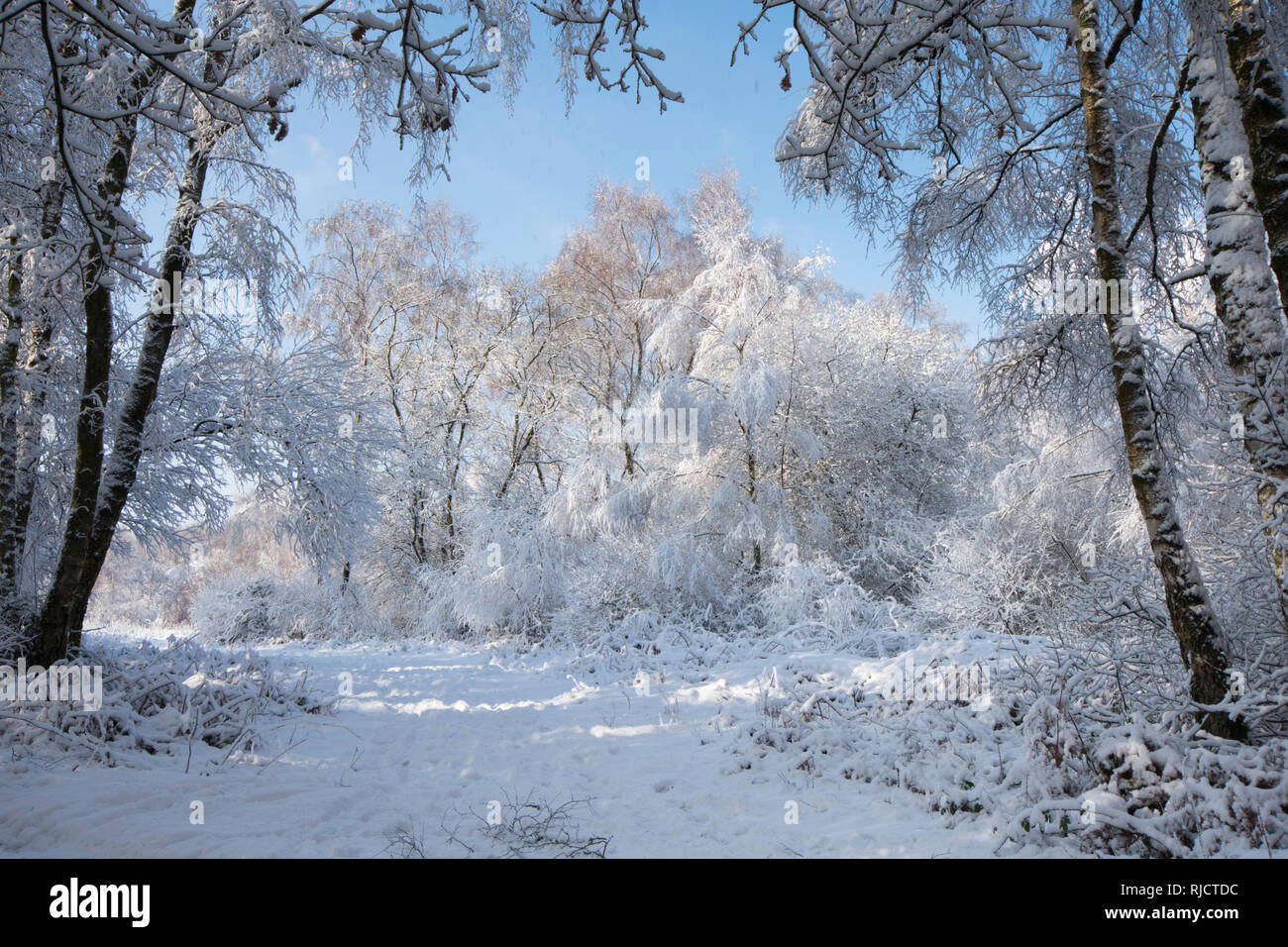 Ludshott Common, heavy snow cover of trees, blue sky, January, Surrey ...