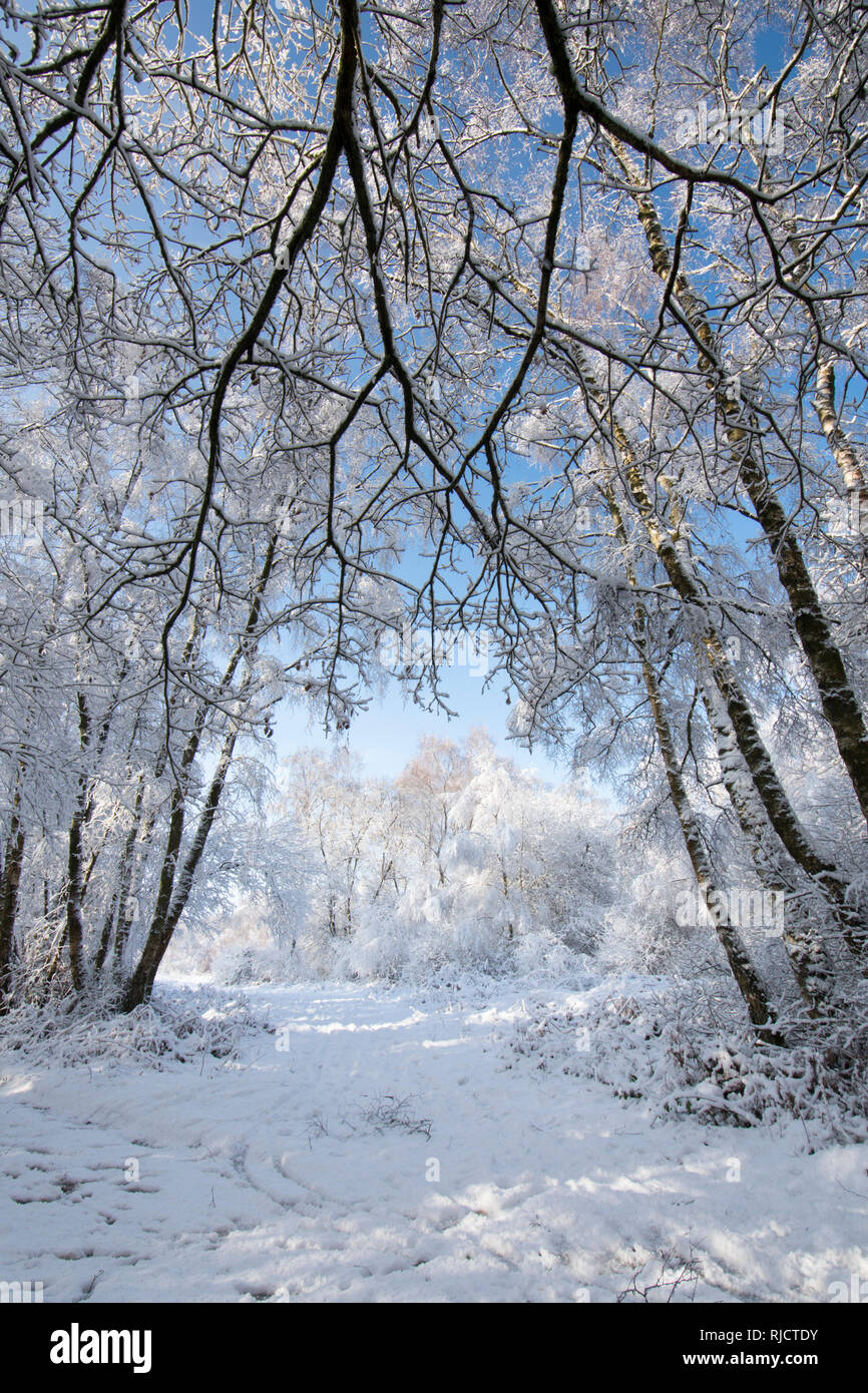 Ludshott Common, heavy snow cover of trees, blue sky, January, Surrey ...