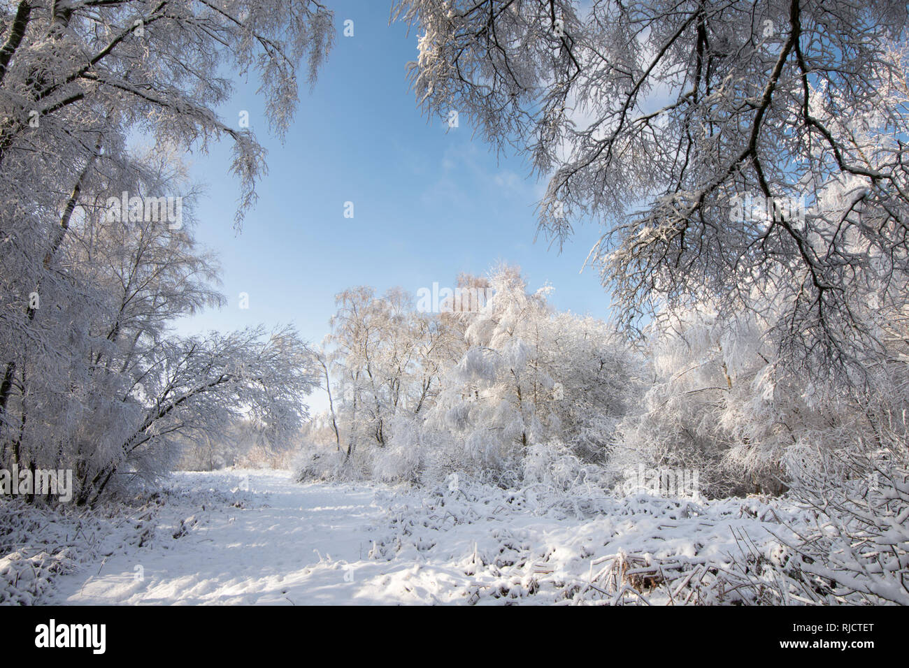 Ludshott Common, heavy snow cover of trees, blue sky, January, Surrey ...