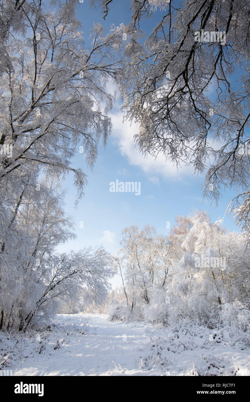 Ludshott common hi-res stock photography and images - Alamy