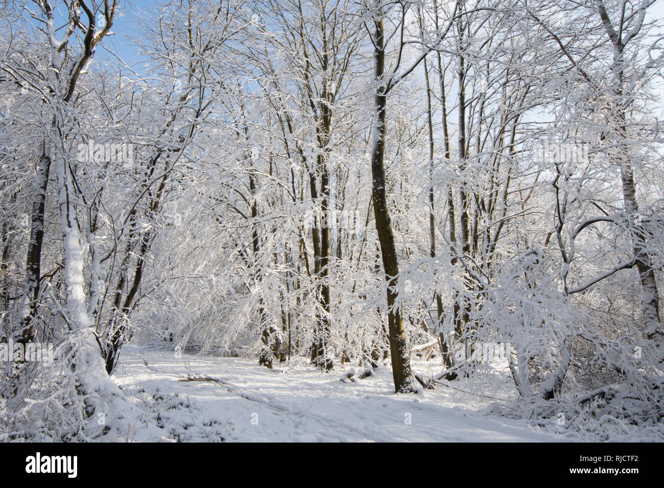 Ludshott Common High Resolution Stock Photography and Images - Alamy