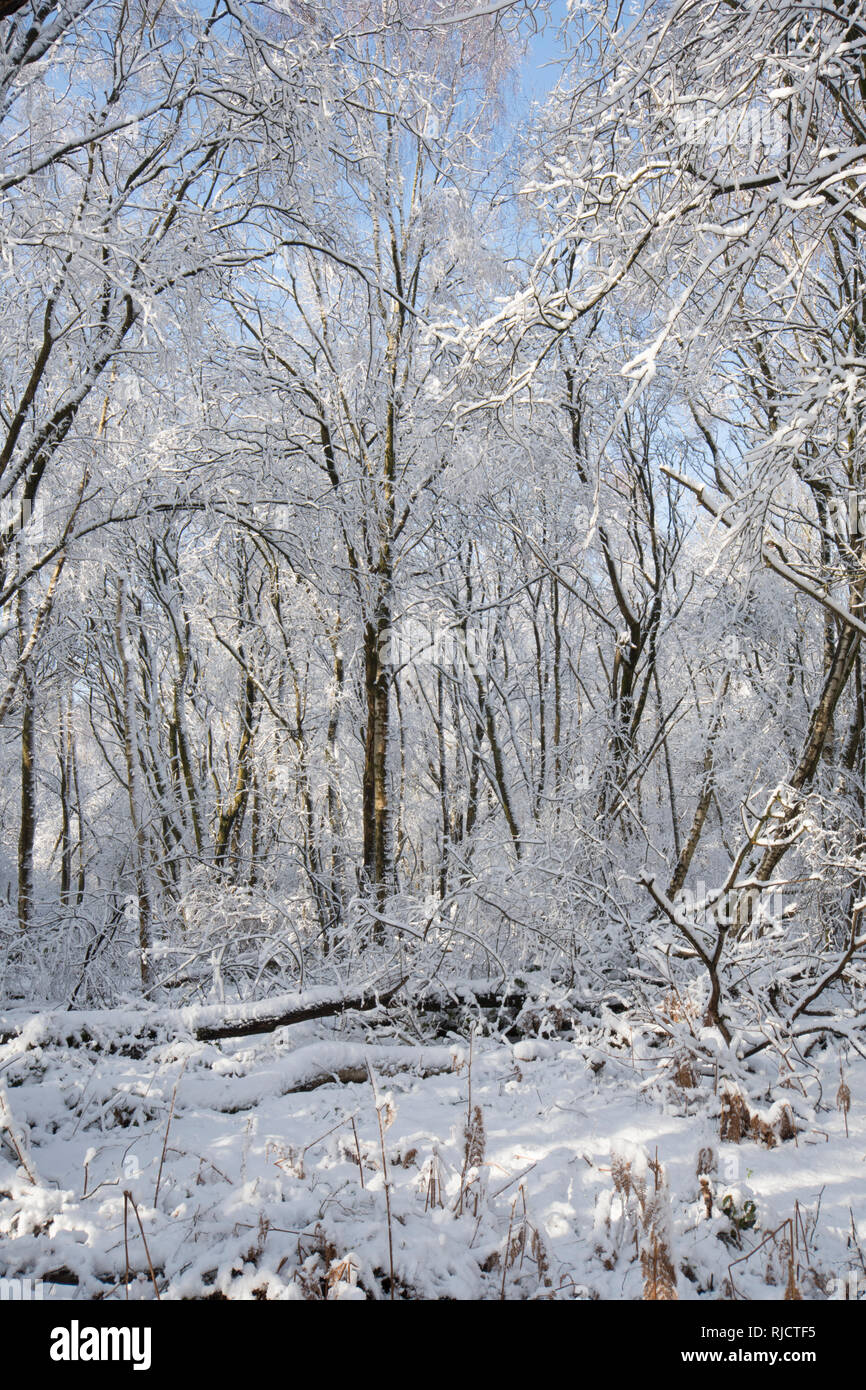 Ludshott common hi-res stock photography and images - Alamy