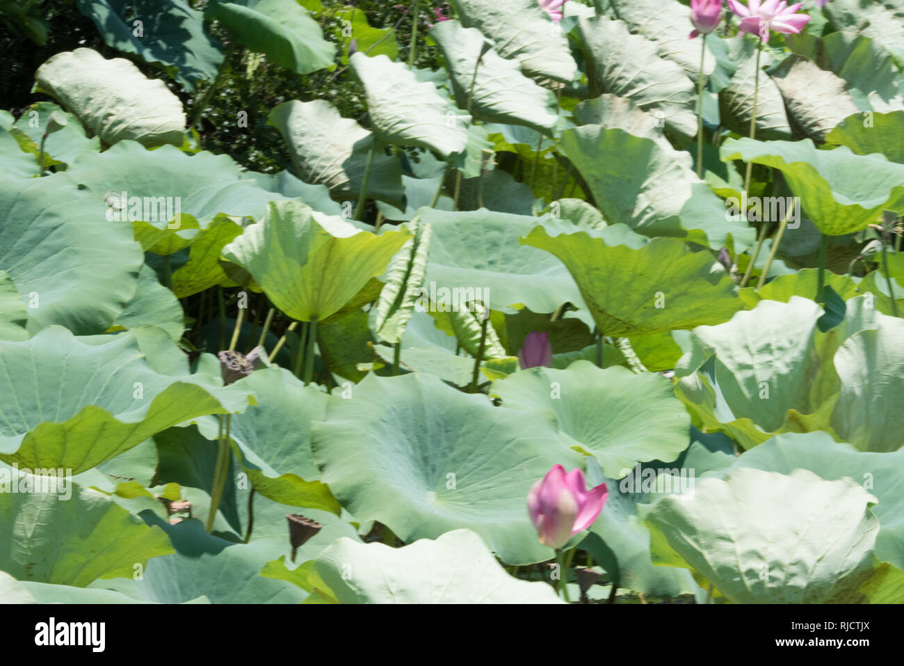 Giant flowering sacred lotus plants growing wild in the Corroboree ...