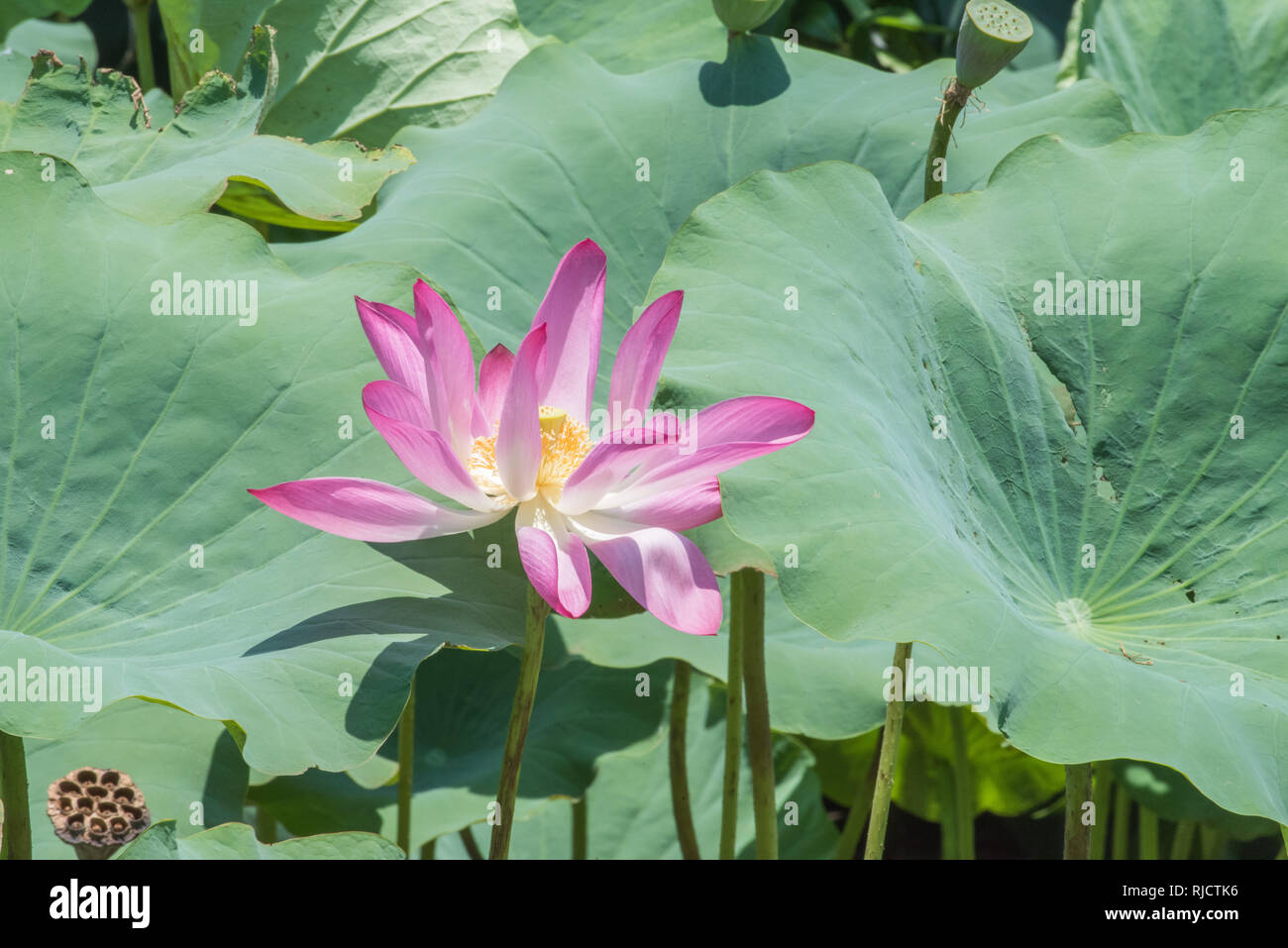 Giant flowering sacred lotus plants growing wild in the Corroboree ...