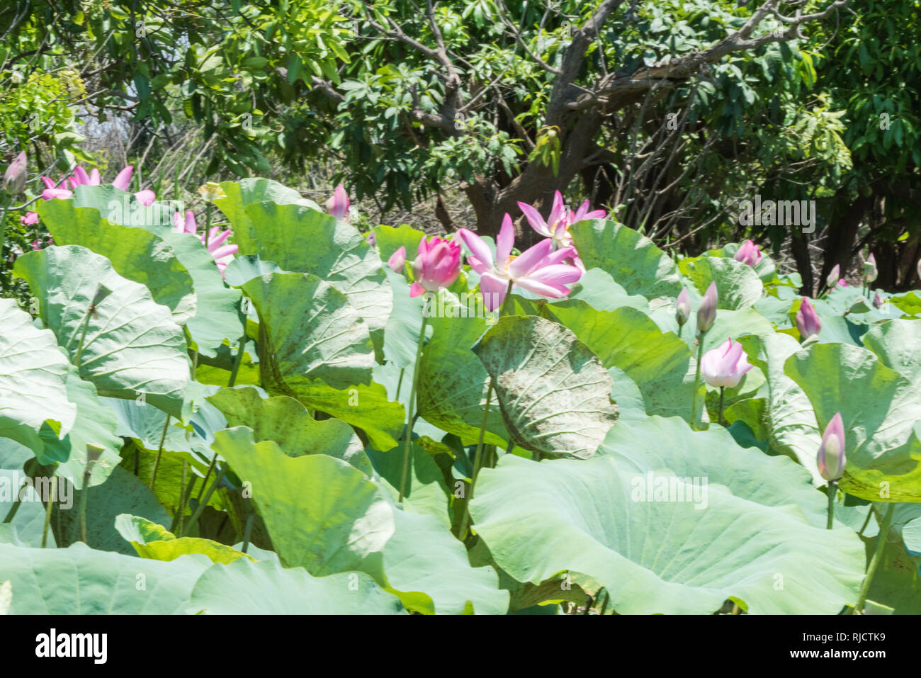 Giant flowering sacred lotus plants growing wild in the Corroboree ...