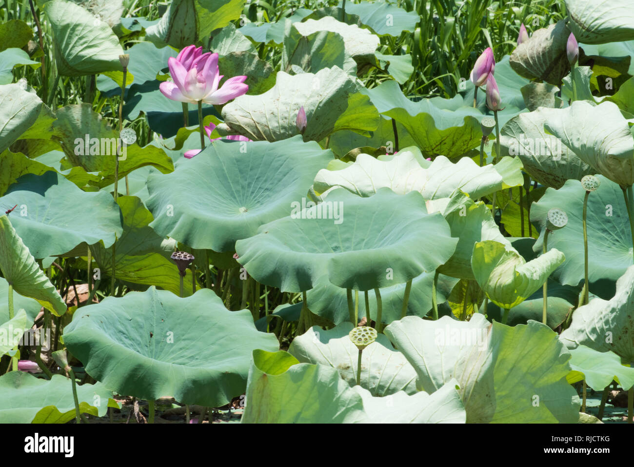 Giant flowering sacred lotus plants growing wild in the Corroboree ...