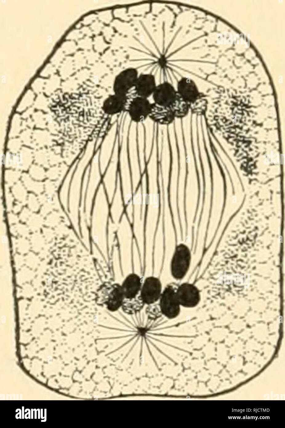 . The cell in development and inheritance. Cells. Fig. 127 ...