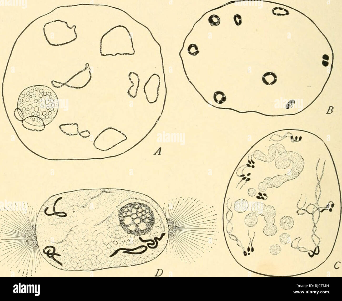 Polar body cell hi-res stock photography and images - Alamy