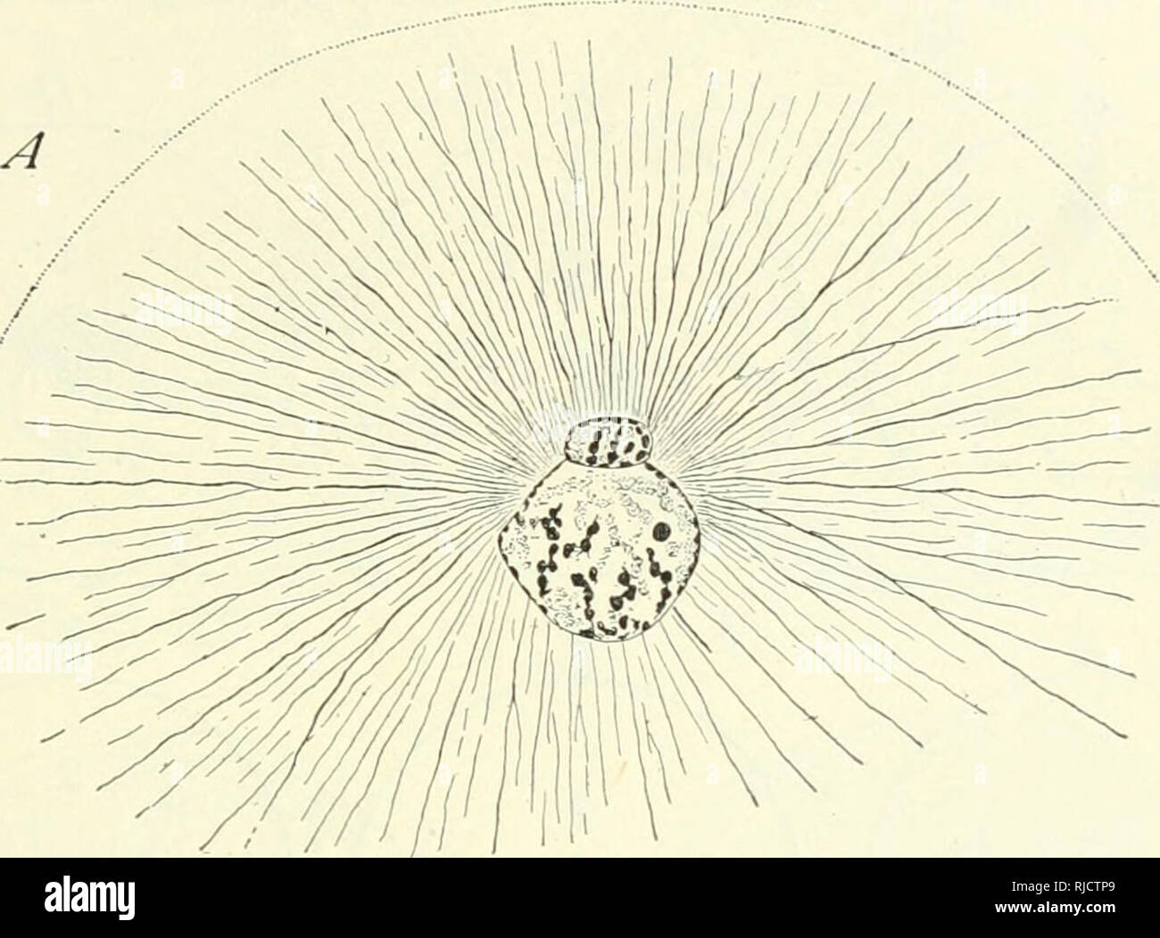 Polar body cell hi-res stock photography and images - Alamy