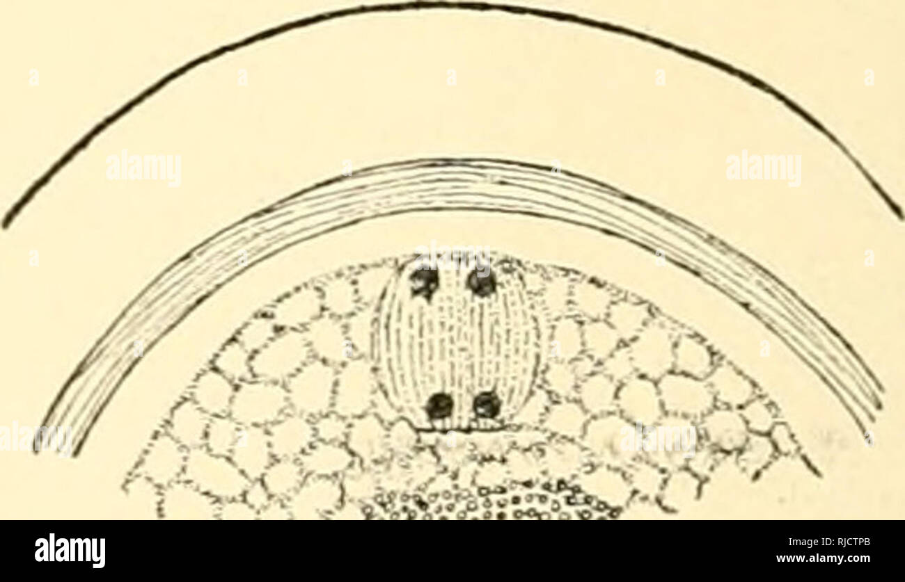. The cell in development and inheritance. Cells. ^^ K Fig. 89 ...