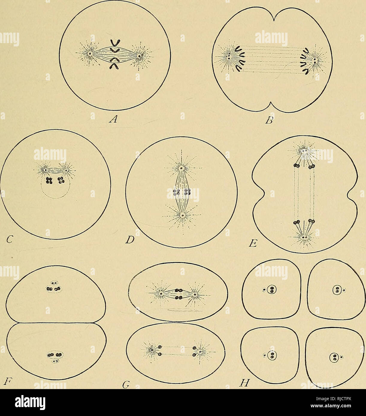 Somatic Cell Diagram