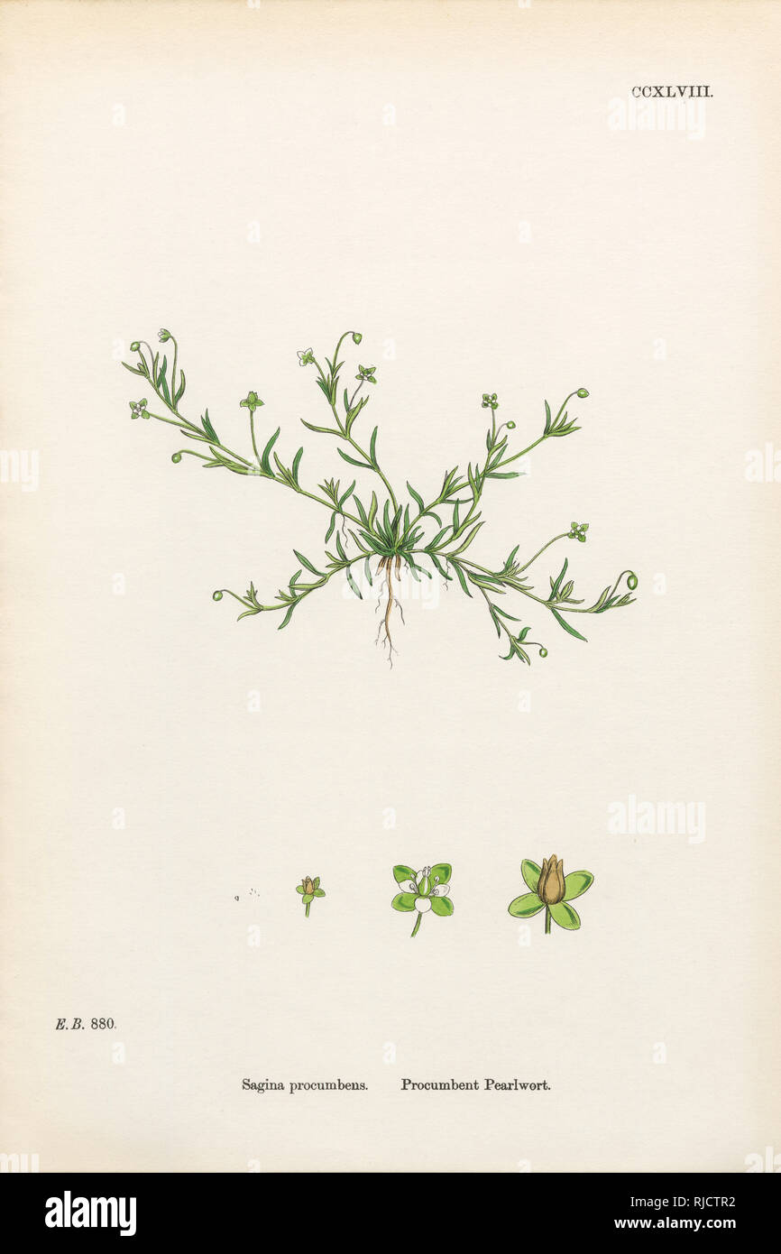 Antique Hand-Colored English Victorian Botanical Illustration, Circa ...