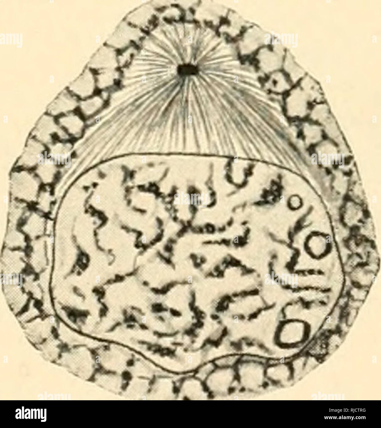 Prophase stage of mitosis hi-res stock photography and images - Alamy