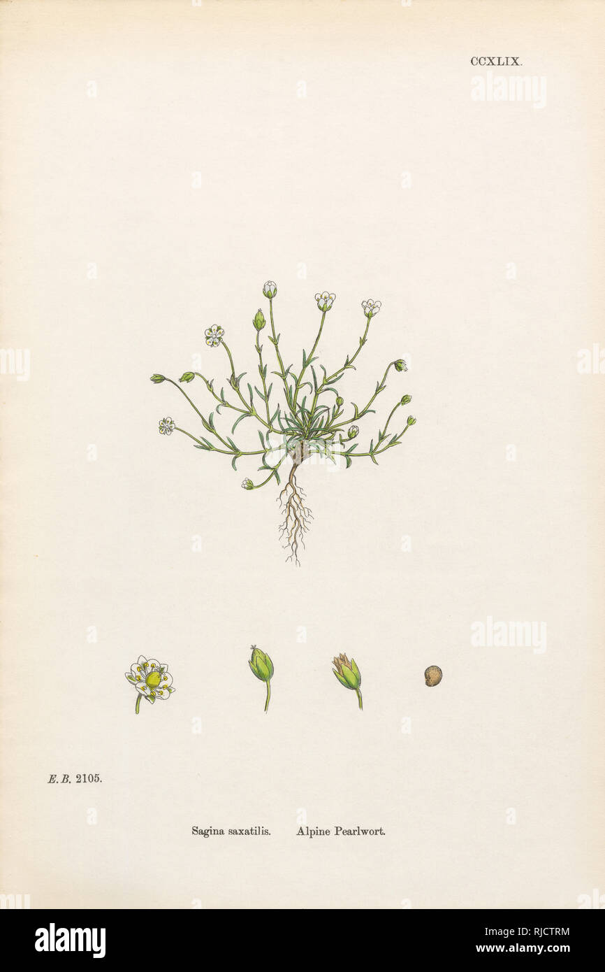 Antique Hand-Colored English Victorian Botanical Illustration, Circa ...