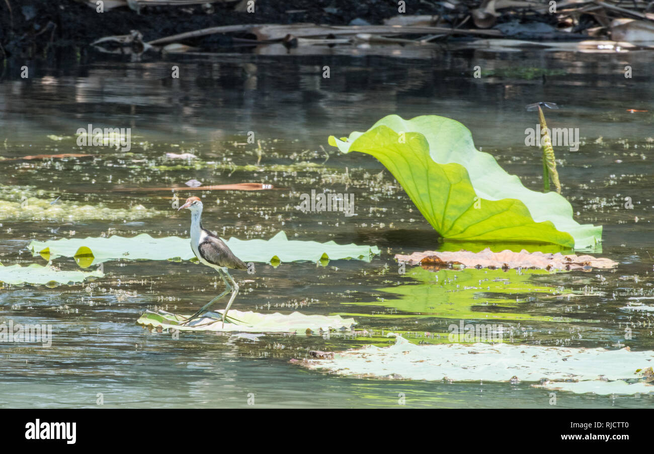 Lily trotter hi-res stock photography and images - Alamy