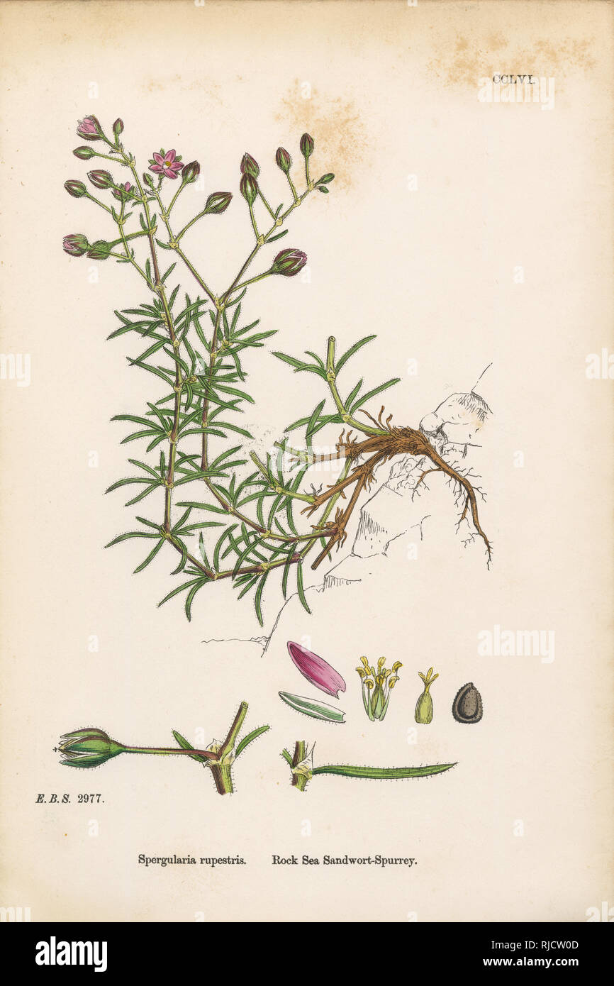 Antique Hand-Colored English Victorian Botanical Illustration, Circa ...