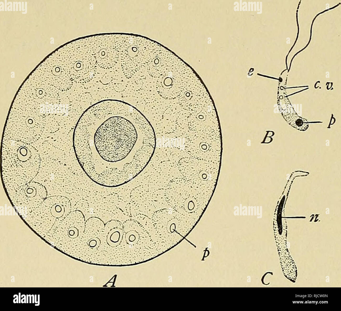 Typical Plant Cell High Resolution Stock Photography and Images - Alamy