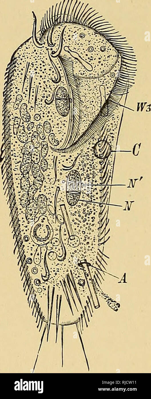 Hensen cell hi-res stock photography and images - Alamy