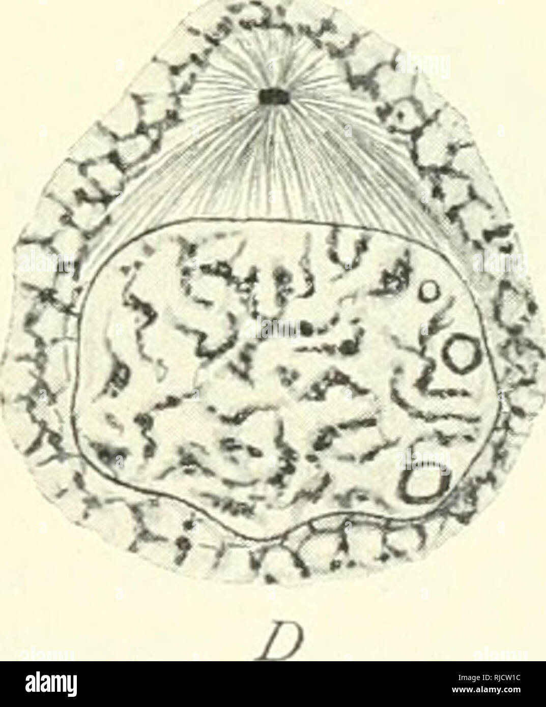 Prophase stage of mitosis hi-res stock photography and images - Alamy