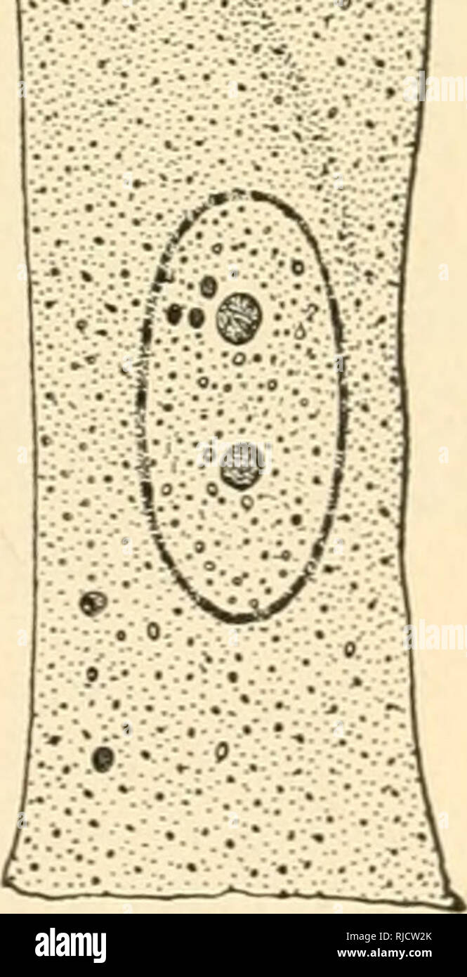 . The cell in development and inheritance. Cells. i)iiu«u.TOi'tuun ...