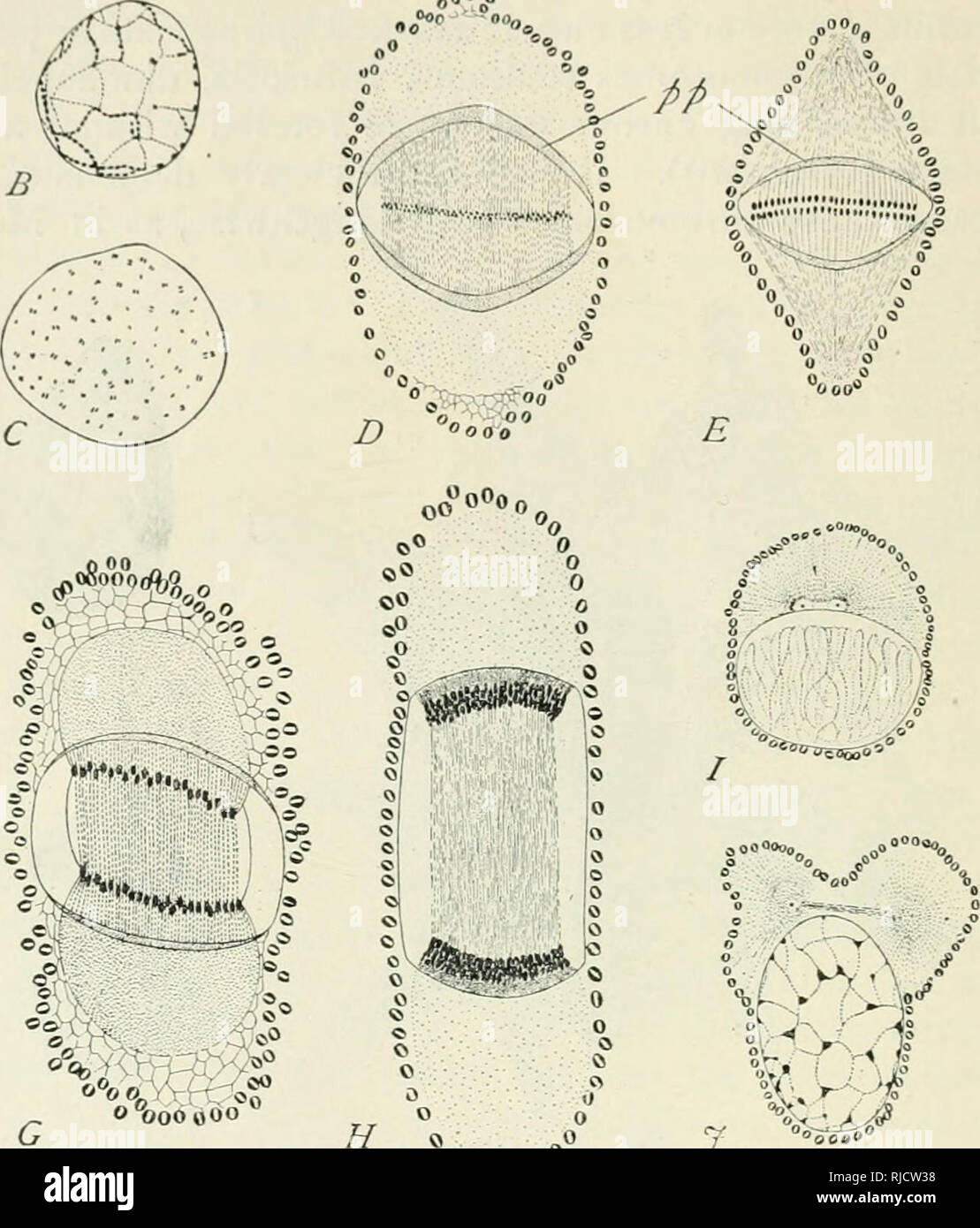 . The cell in development and inheritance. Cells. 0°