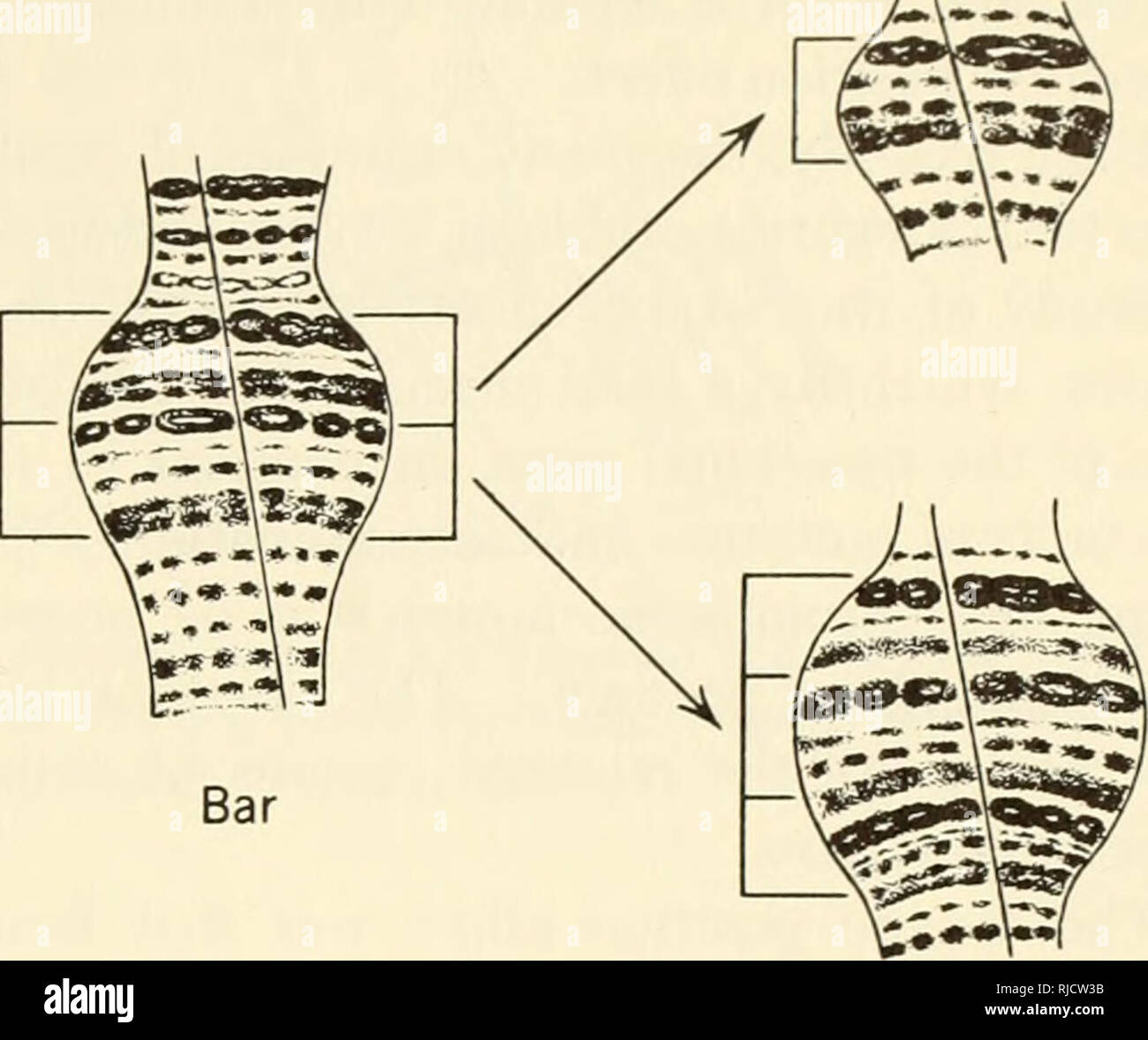 . Cell heredity. Cytogenetics. Normal (Bar-reverted). Double-bar Normal ...