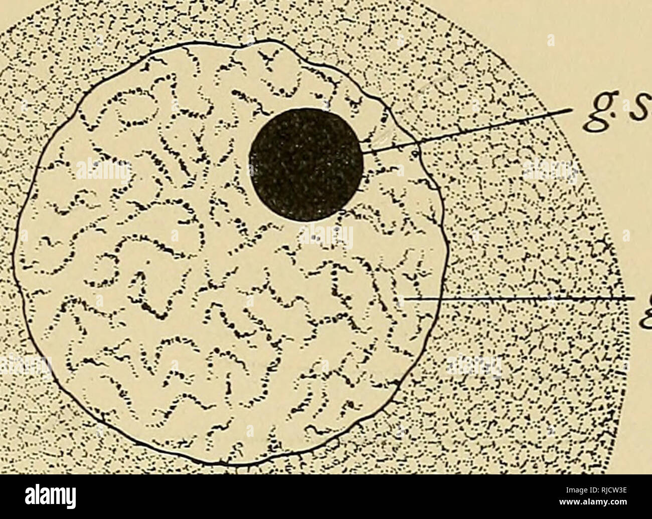Onion Cell Nucleolus