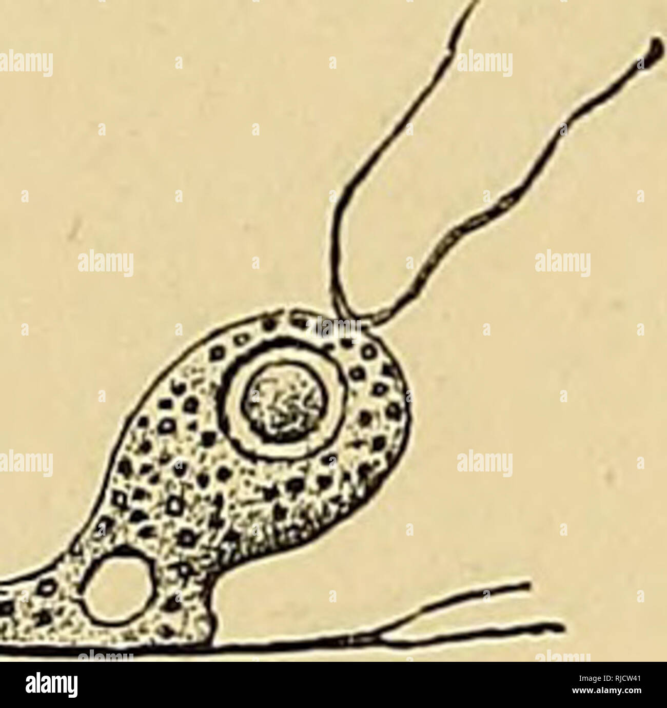 Hyaloplasm hi-res stock photography and images - Alamy