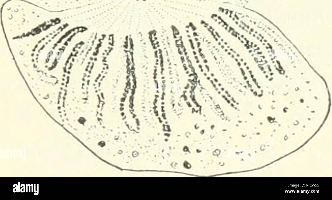 . The cell in development and inheritance. Cells. D Fig. 42. — Mitosis ...