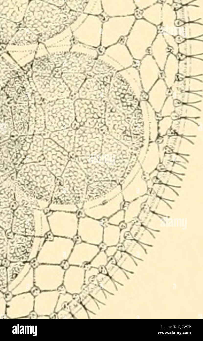 . The cell in development and inheritance. Cells. THE GERM-CELLS 89 ...