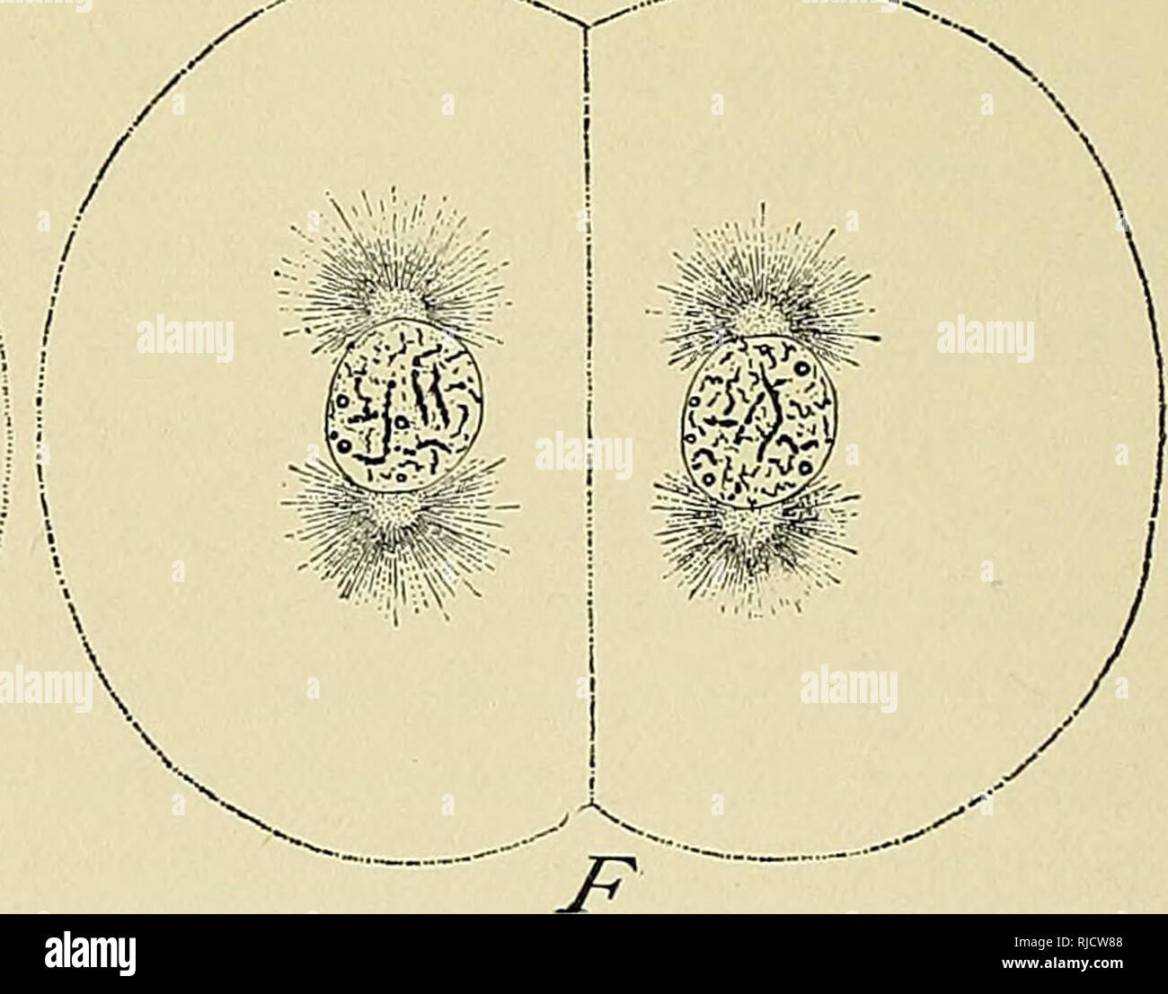Mitosis forms hi-res stock photography and images - Alamy