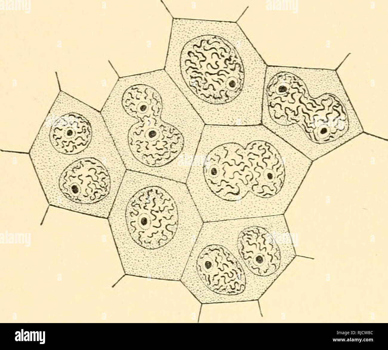 . The cell in development and inheritance. Cells. DIRECT OR AMITOTIC ...