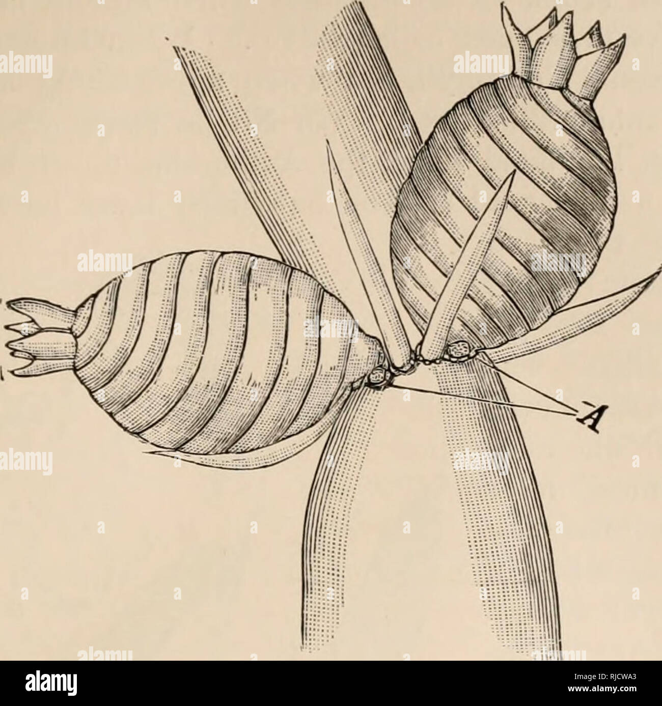 . The Characeae of America. 29. FiS- 37- DEVELOPMENT OF THE ANTHERIDIUM ...