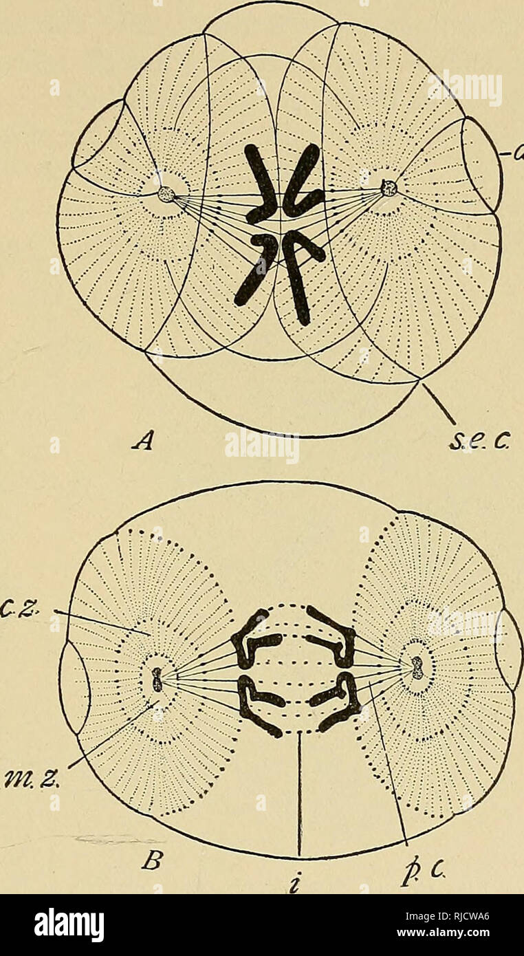 Flemming mitosis hi-res stock photography and images - Alamy