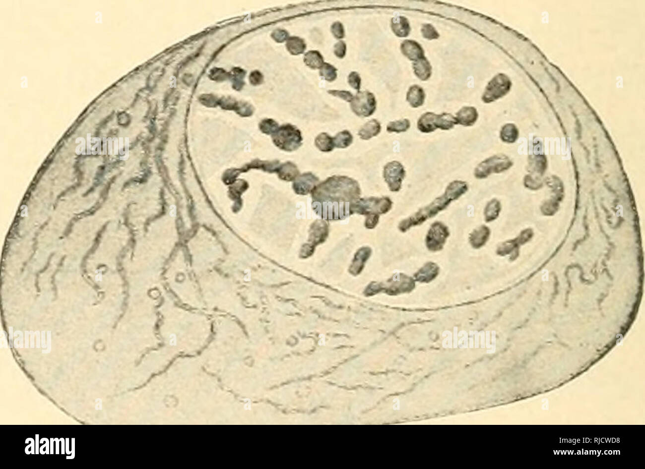 . The cell in development and inheritance. Cells. Fig. 9. — Ijving ...