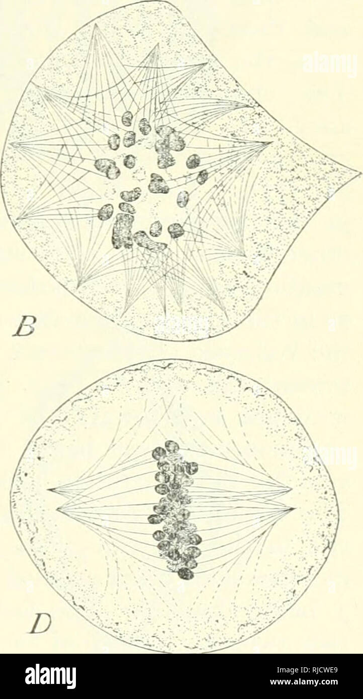 B 36 formation hi-res stock photography and images - Alamy