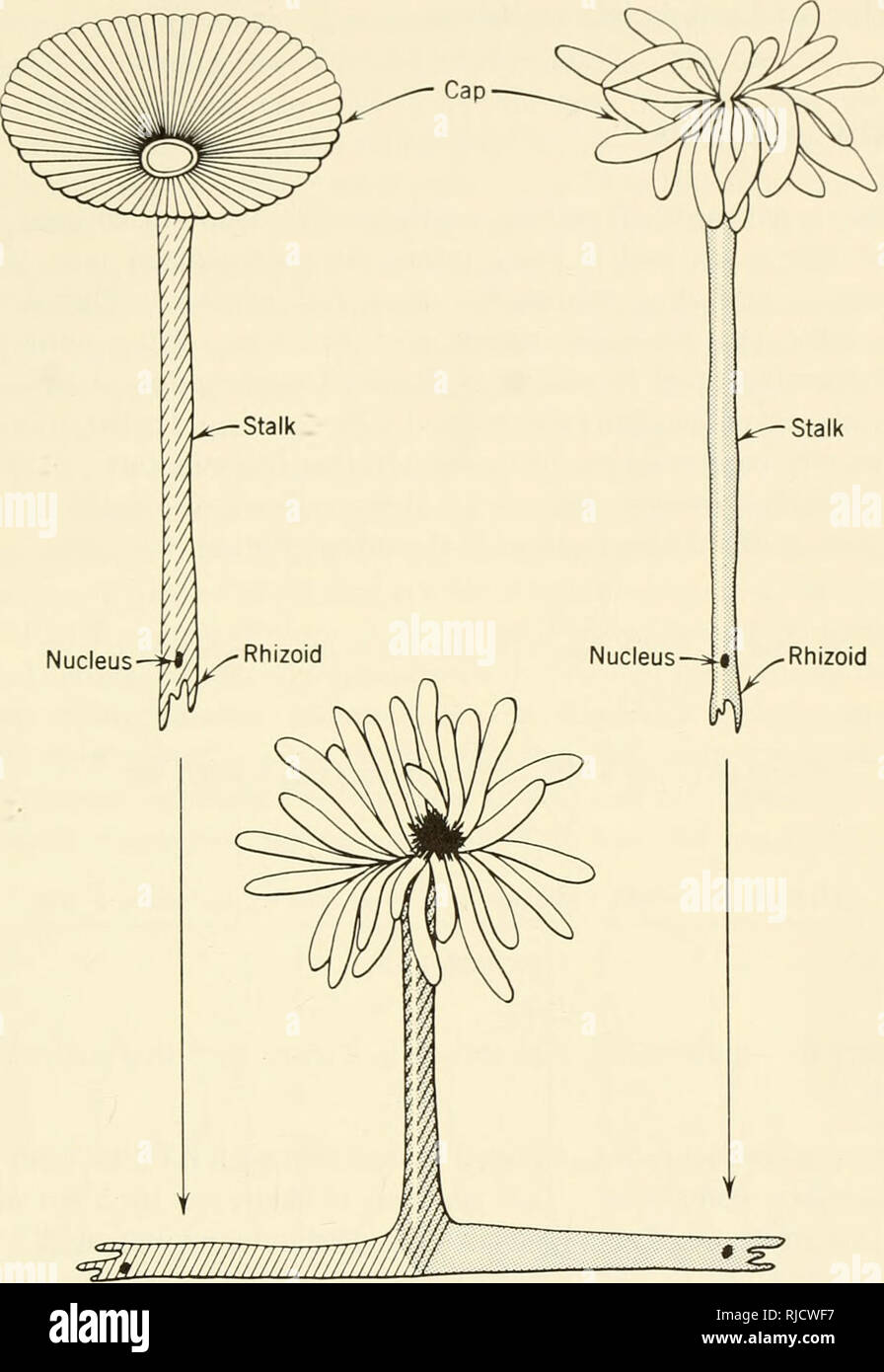 . Cell heredity. Cytogenetics. GENETIC CONTROL OF CELL INTEGRATION A ...