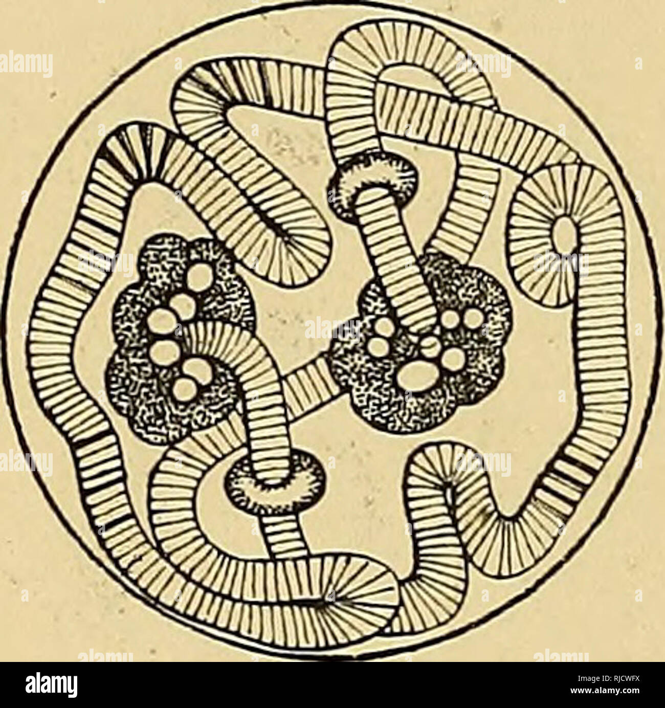 Salivary gland cell hi-res stock photography and images - Alamy