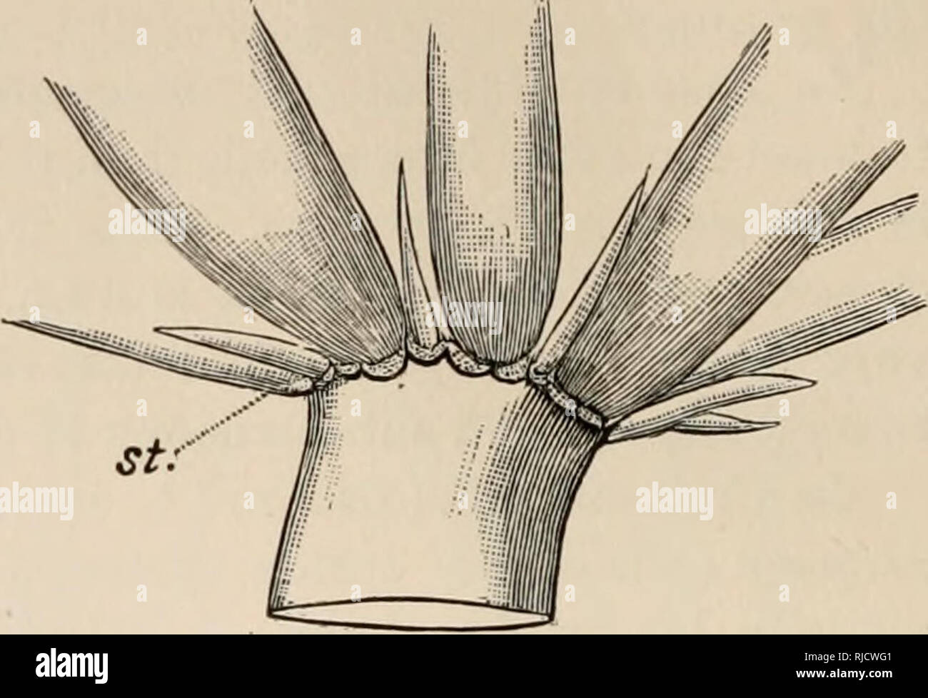 . The Characeae of America. 22. Fig. 27. This figure is taken from a ...