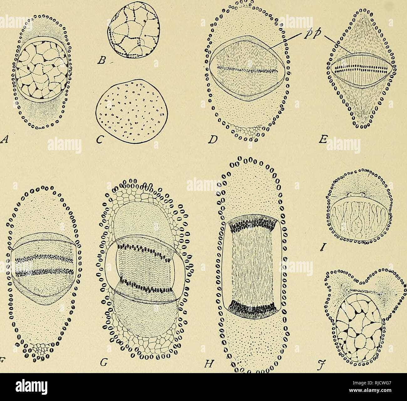 Early Prophase Division Stage High Resolution Stock Photography and ...