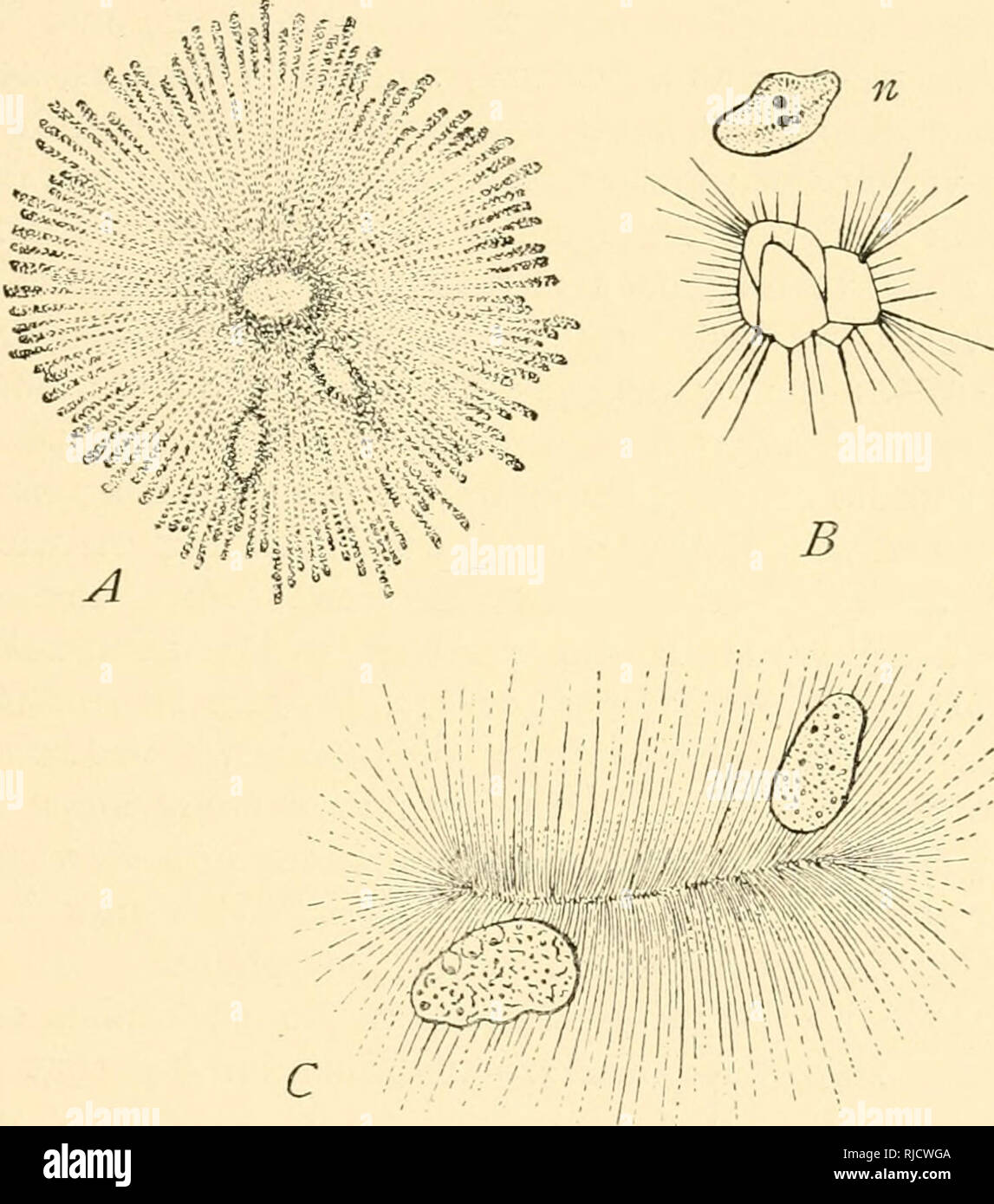 Cell creeps hi-res stock photography and images - Alamy
