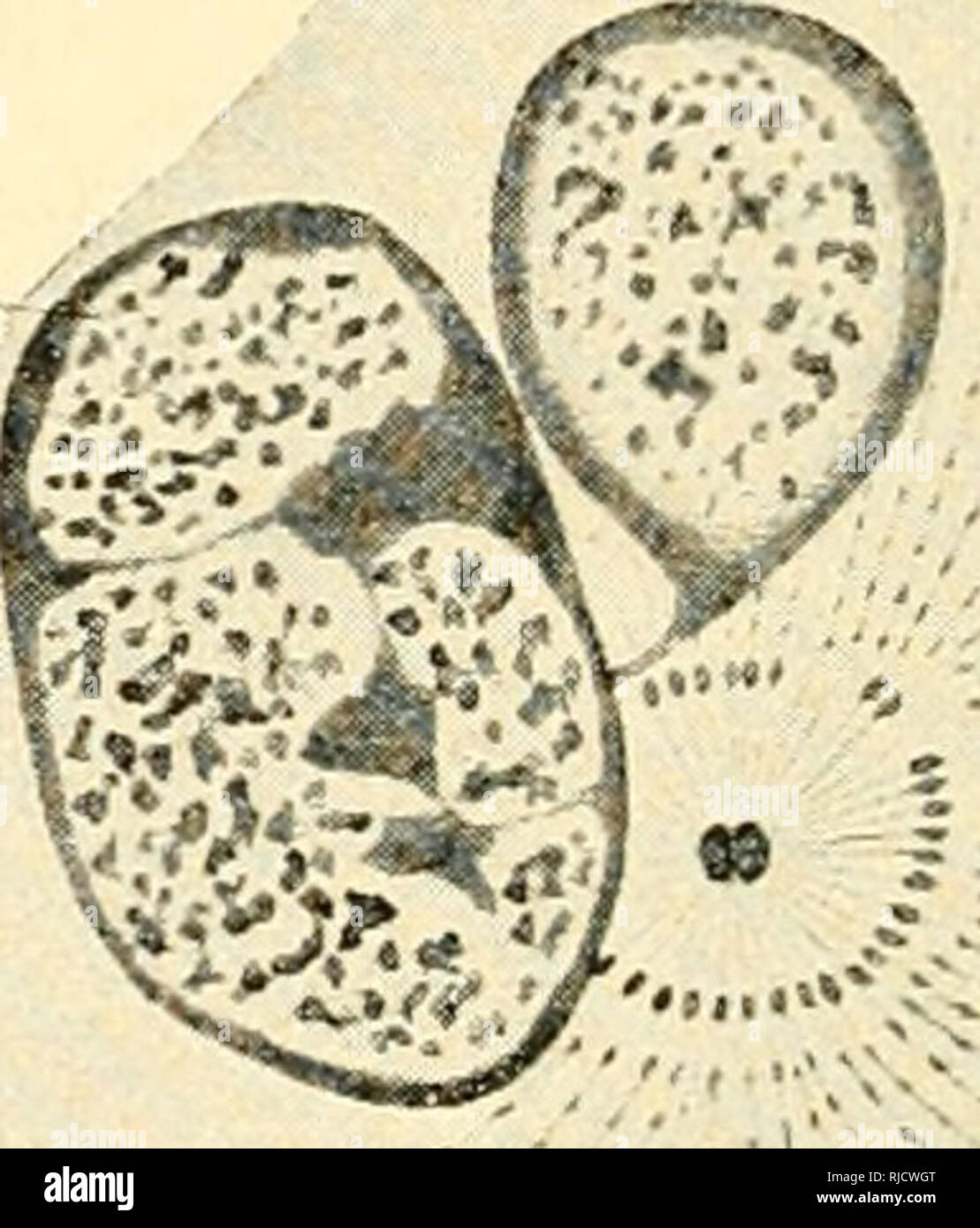 . The cell in development and inheritance. Cells. B /. Fig. 35 ...