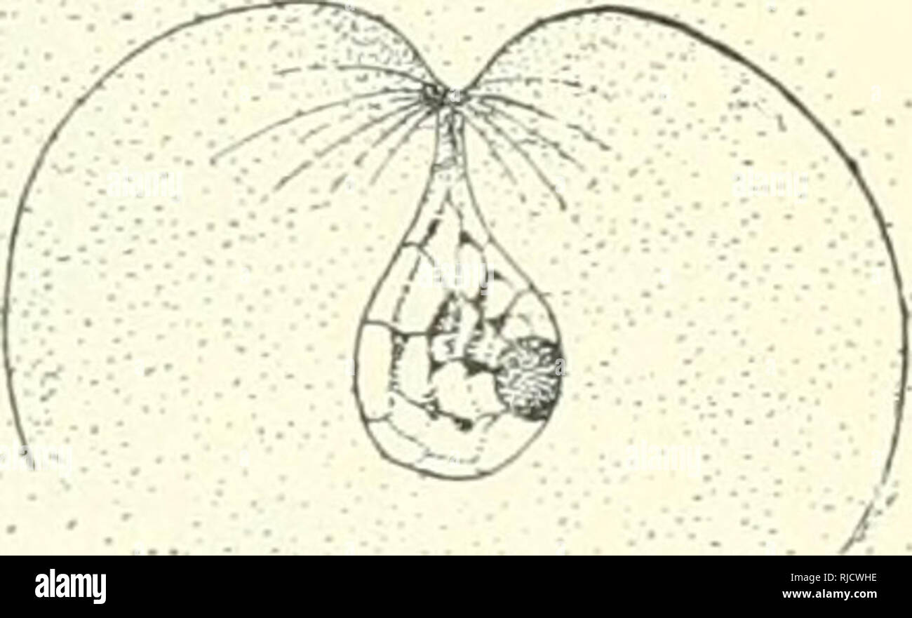 Asters Mitosis