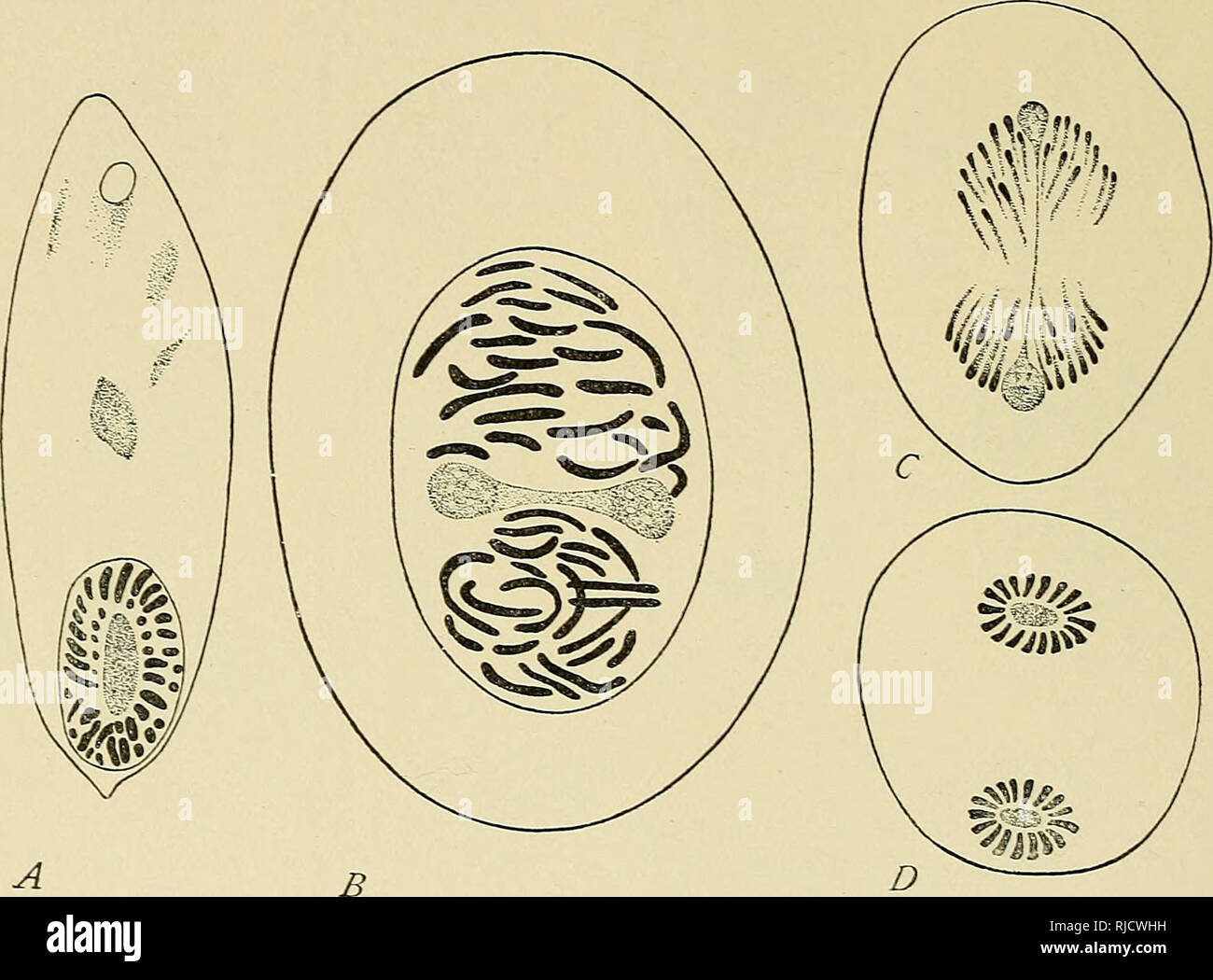 . The cell in development and inheritance. Cells; Cells. 64 CELL ...